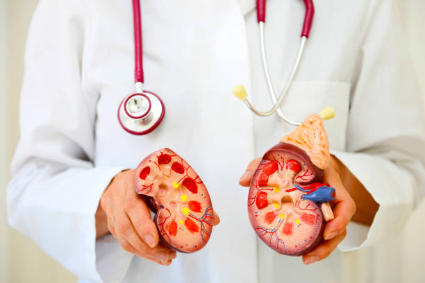 Transplante de rim - Centro Winnicott